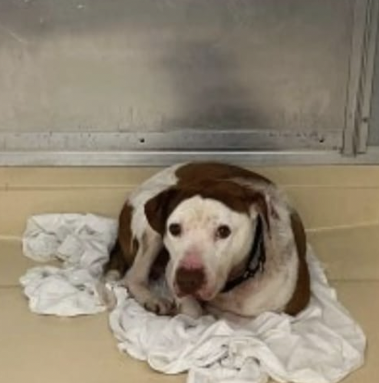 'Forgotten' Shelter Dog Has The Sweetest Reaction To Finally Being ...