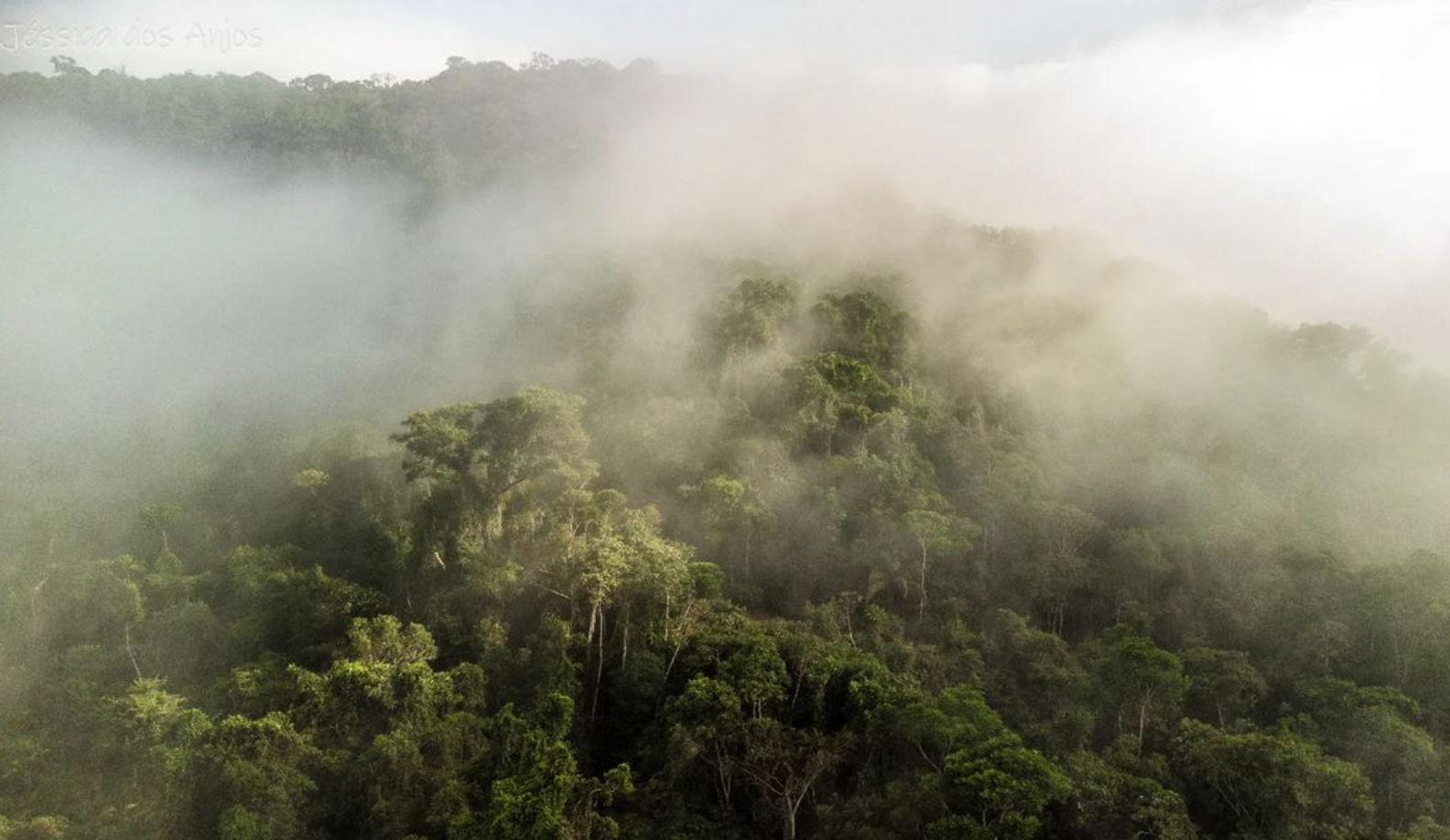 Woman Trekking Through Amazon Rainforest Suddenly Hears A 'Surreal ...