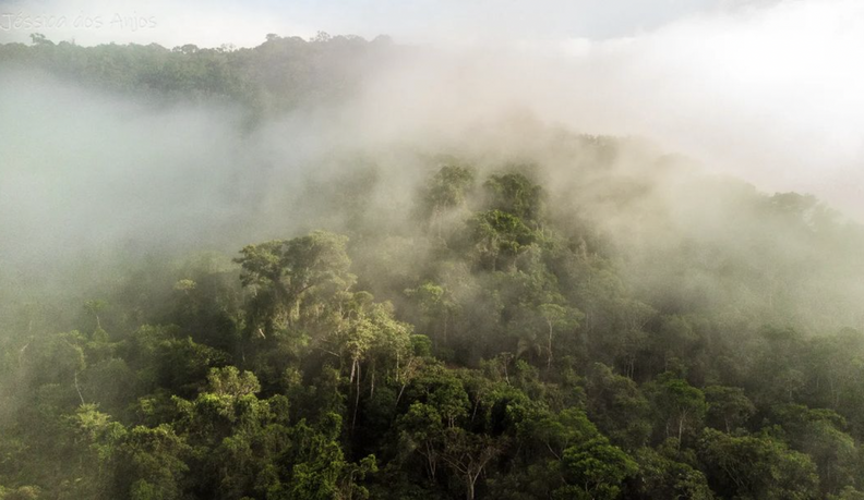 Woman Trekking Through Amazon Rainforest Suddenly Hears A 'Surreal ...