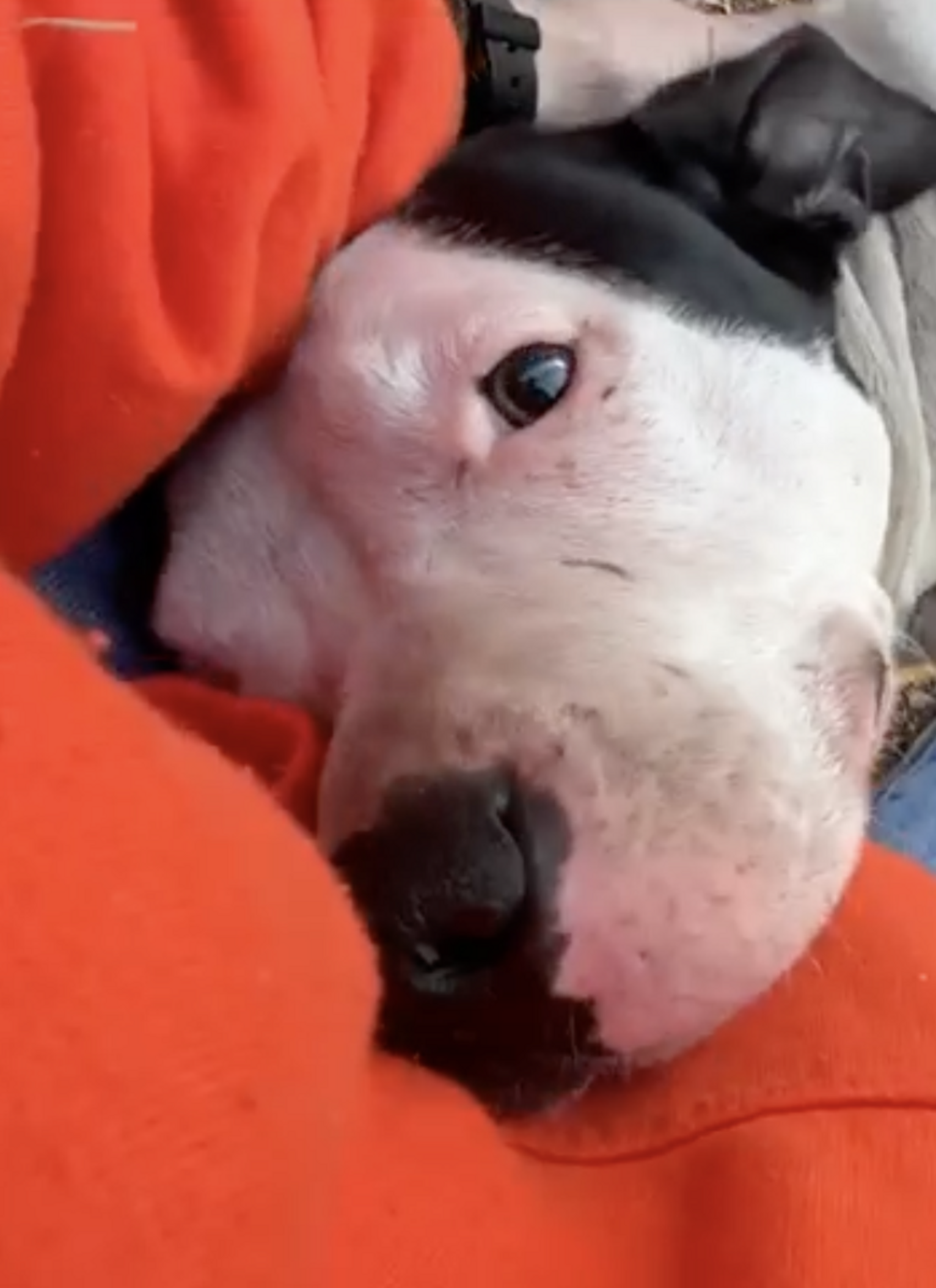 'Super-Scared' Stray Dog Melts Into Rescuer’s Arms As Soon As She Knows ...