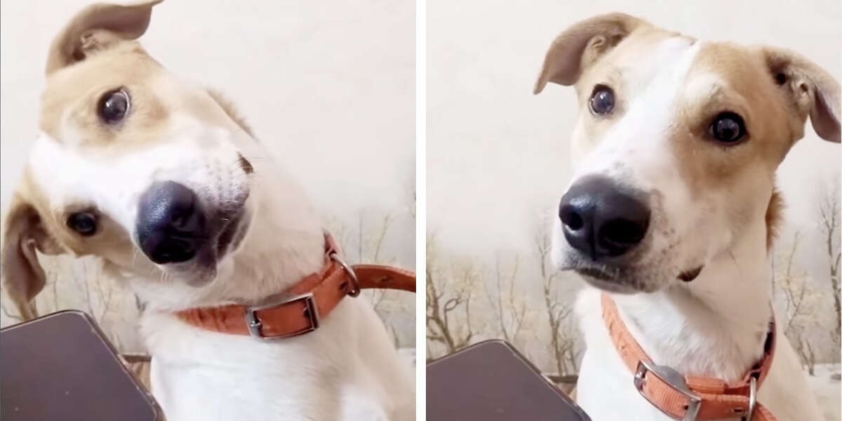 Dog Has The Purest Reaction To Hearing A Familiar Voice On The Phone ...