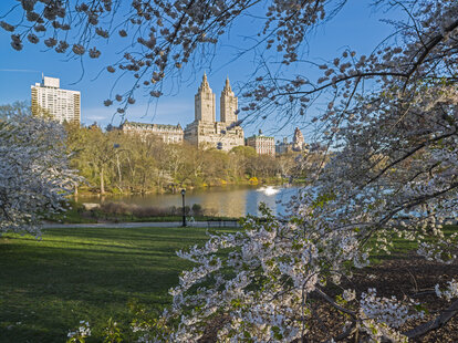 Cherry Hill: New York, NY - Thrillist