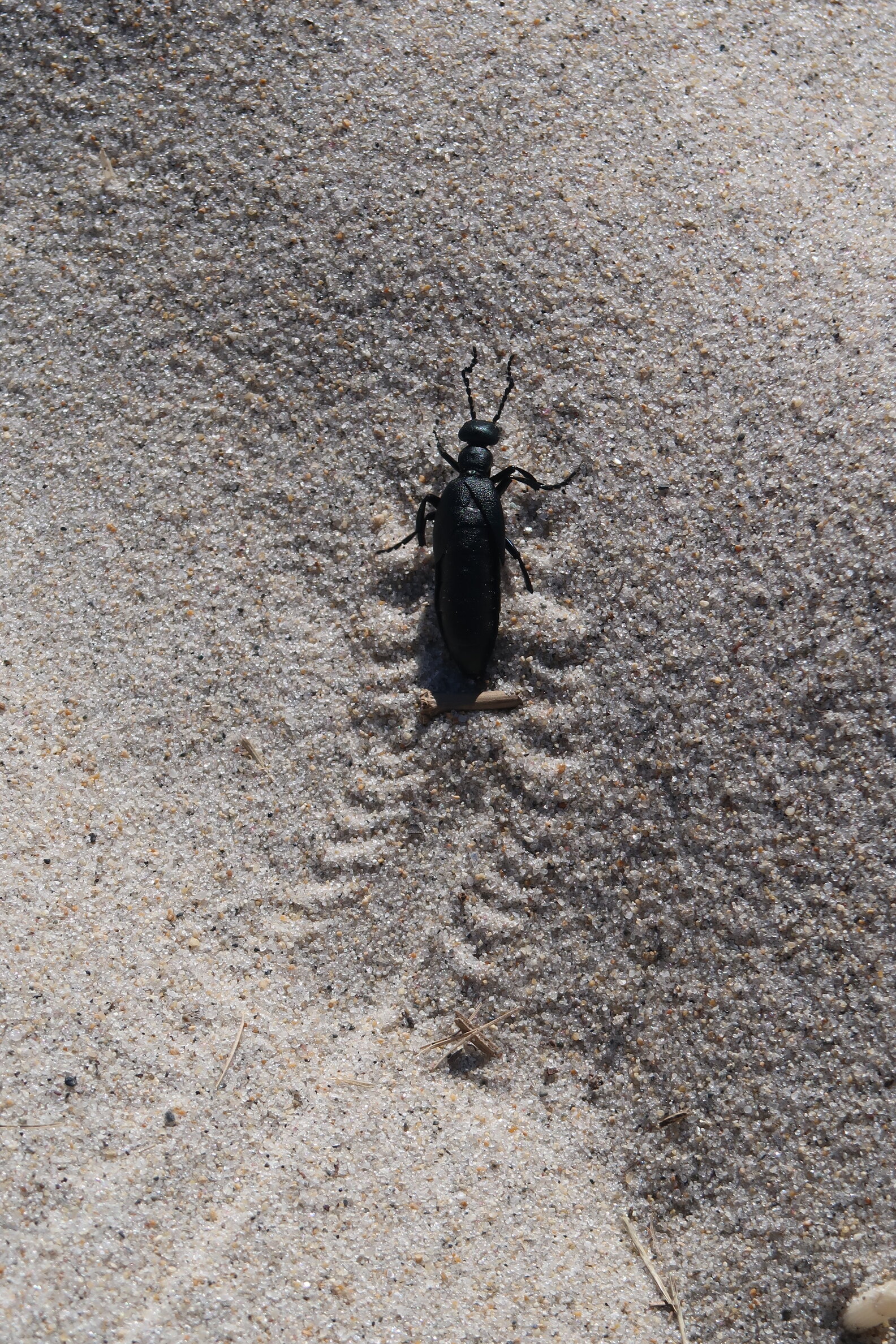Family Spots Animal Tracks While Hiking And Can't Believe Who Made Them ...