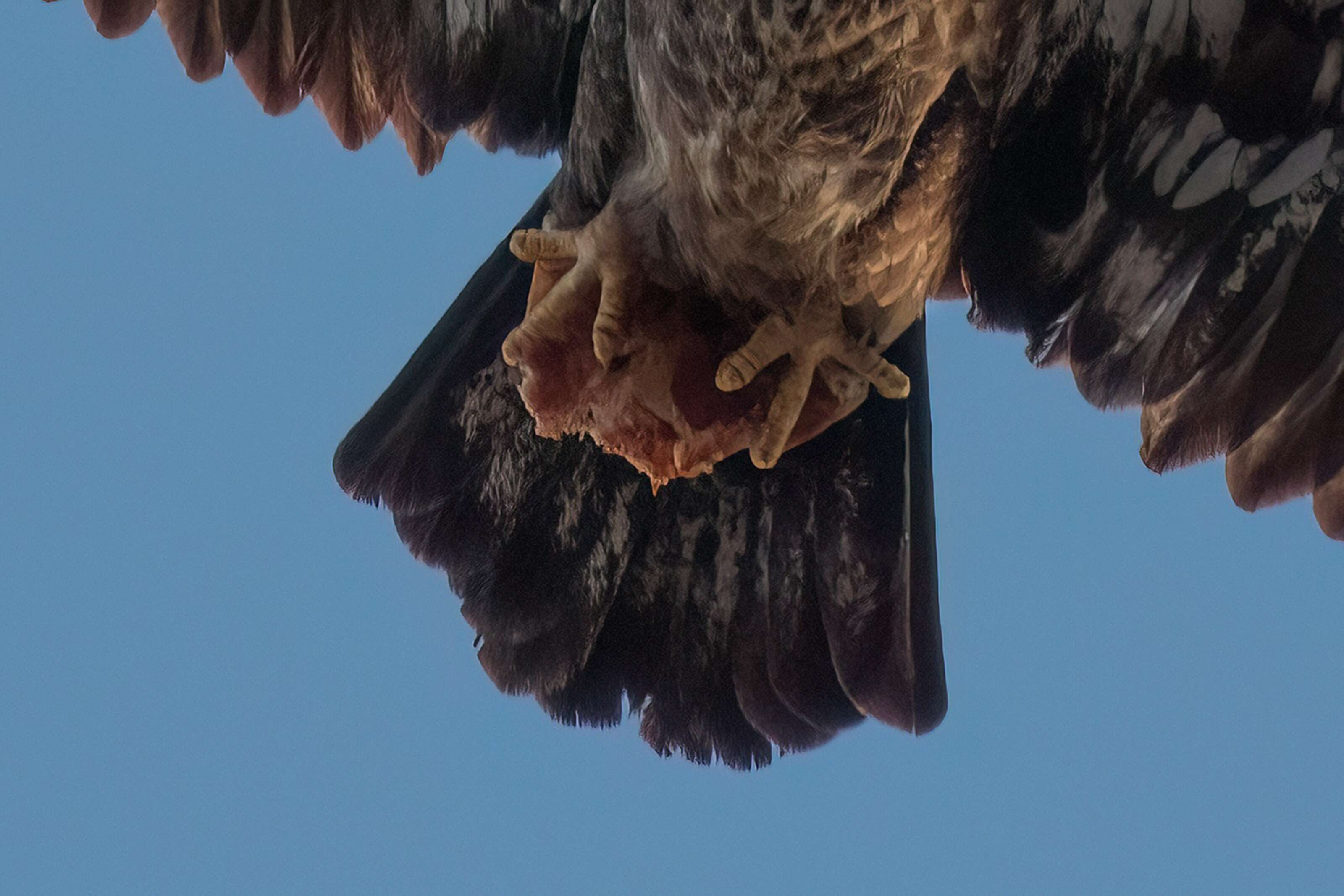 Guy Snaps Photos Of A Bald Eagle — Then Notices What’s In Her Talons ...