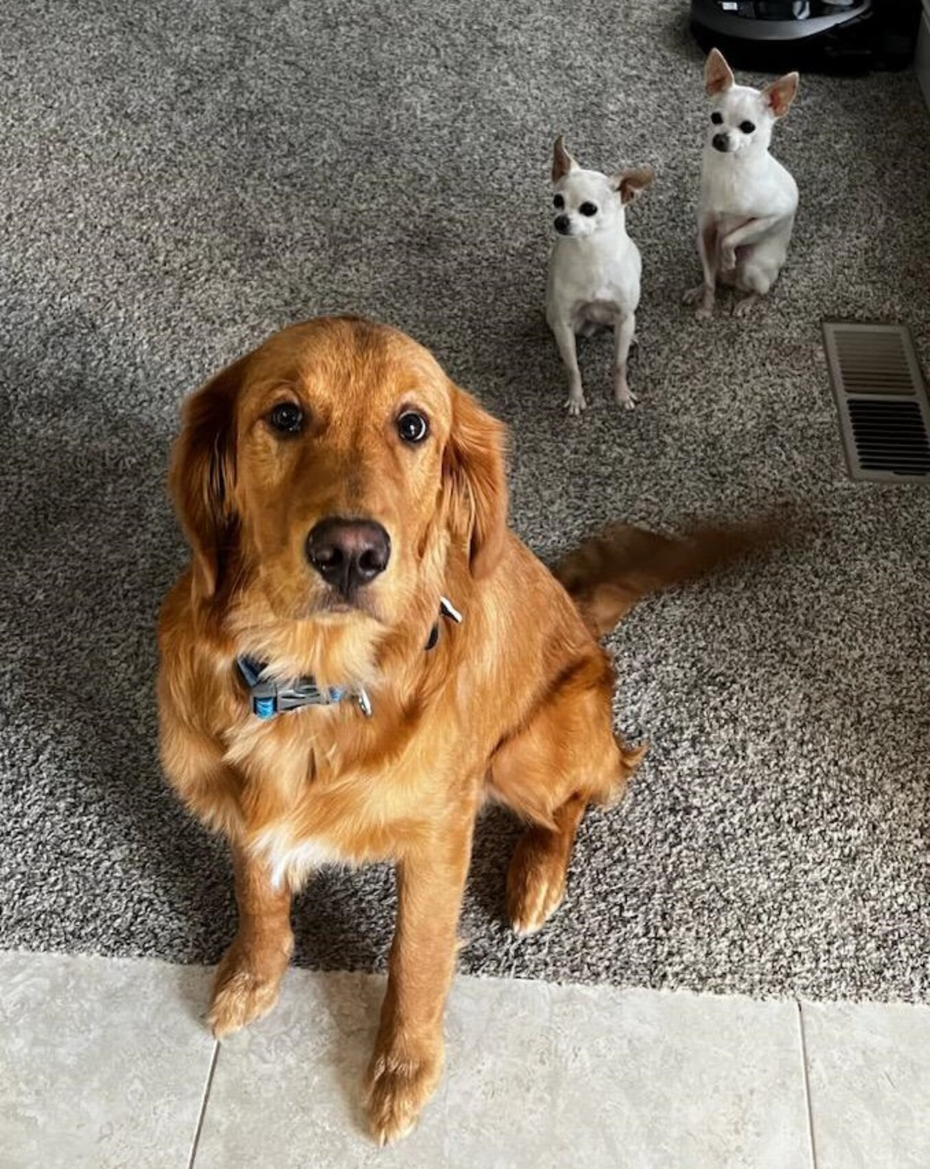 Dog Keeps Asking Mom To Check On Brother After Their Sister Passes Away ...