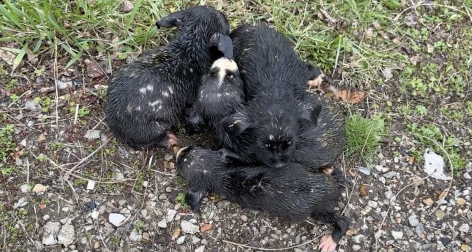 Bus Driver Spots A Fluffy Pile On Road — Then Realizes It’s Moving ...
