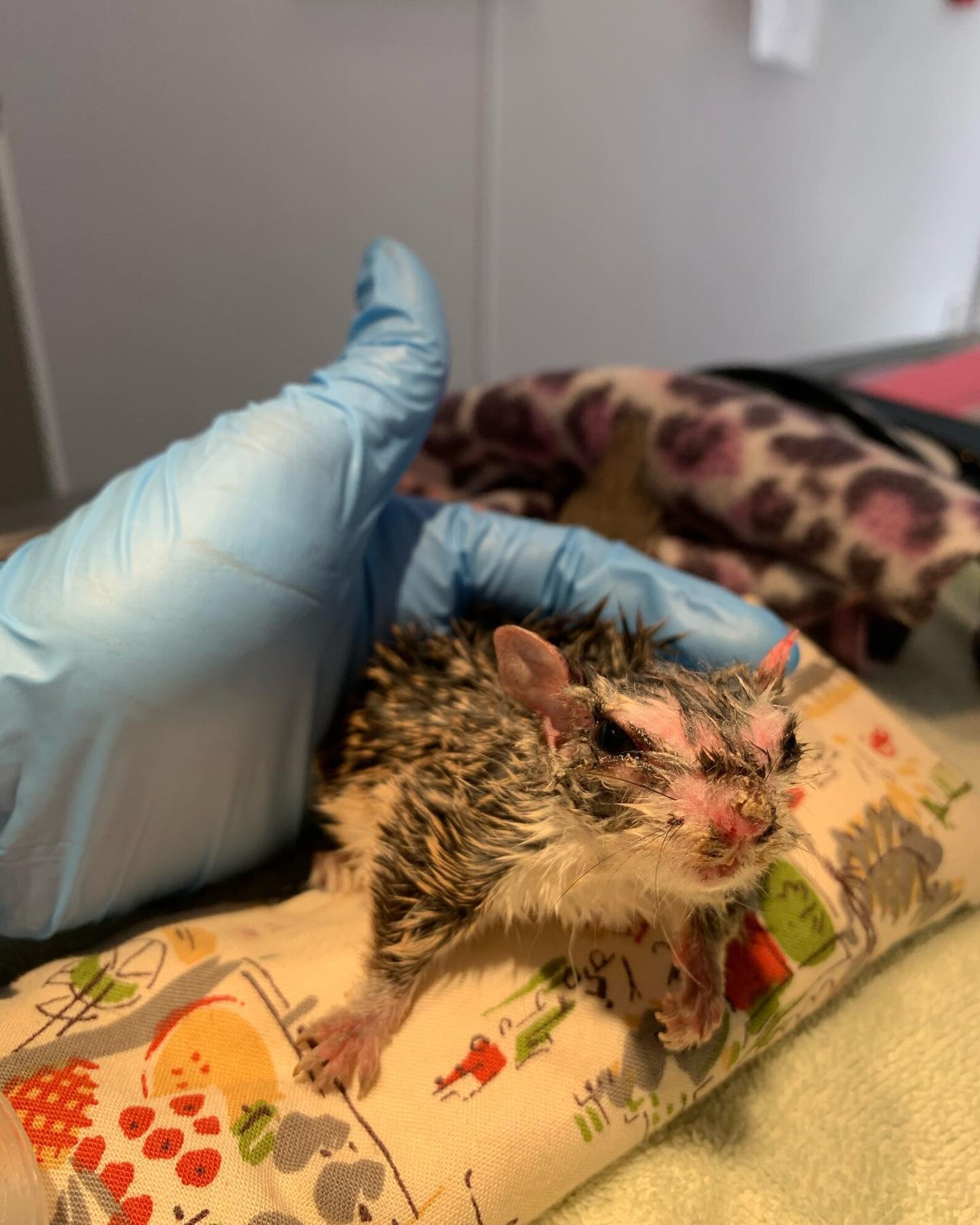 Rescuers Shocked By Flying Squirrel Covered In Mystery Substance - The Dodo