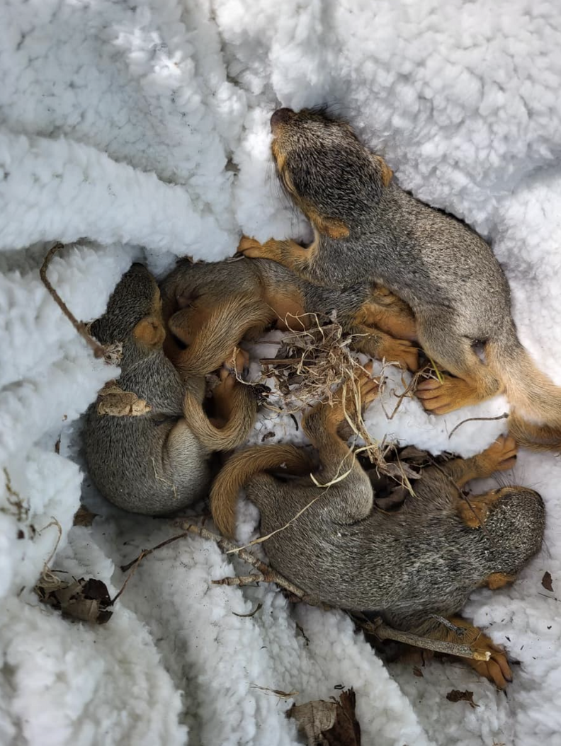 People Find Baby Squirrels And Build Them A Home Until Mom Comes Back ...