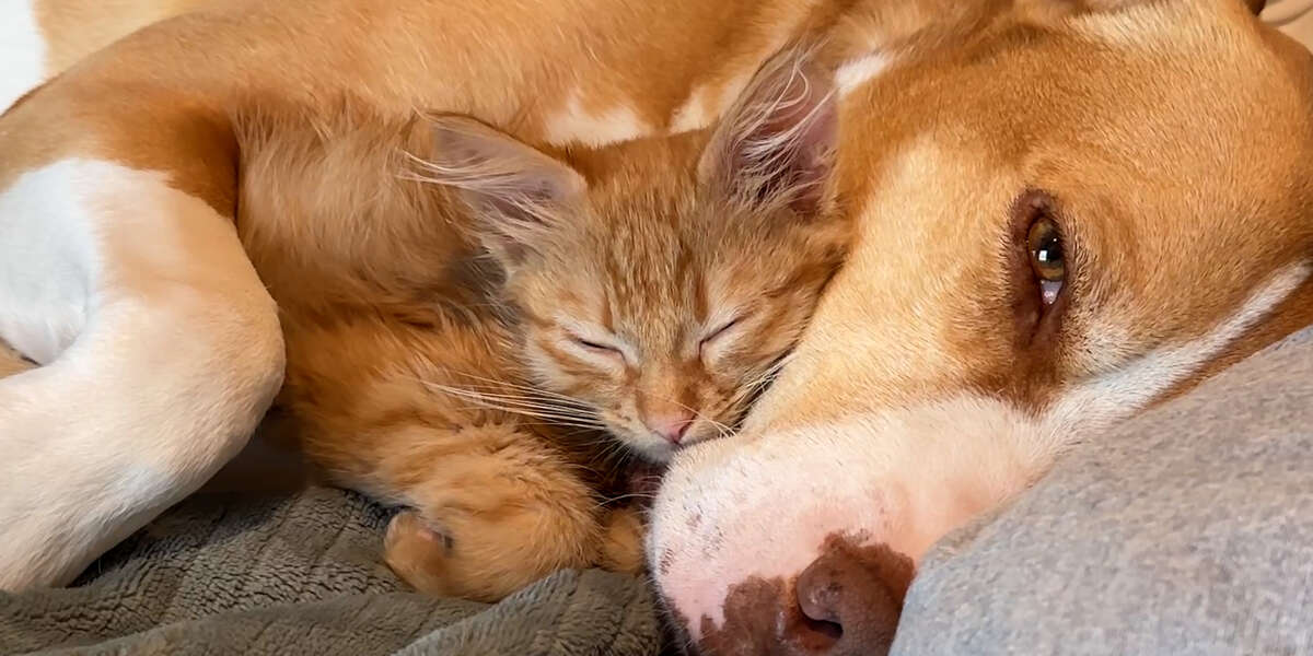 Pittie Is Foster Mom To Over 50 Kittens - Videos - The Dodo