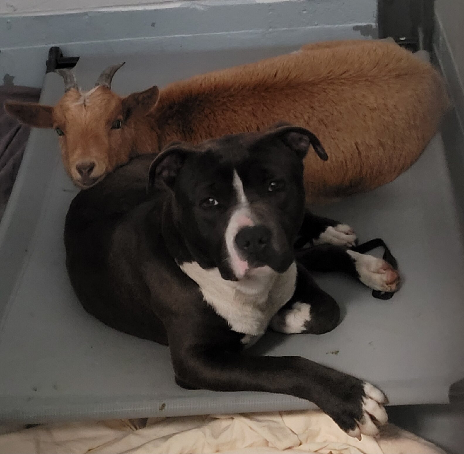 Shelter Goat Refuses To Leave Her Dog Best Friend’s Side - The Dodo