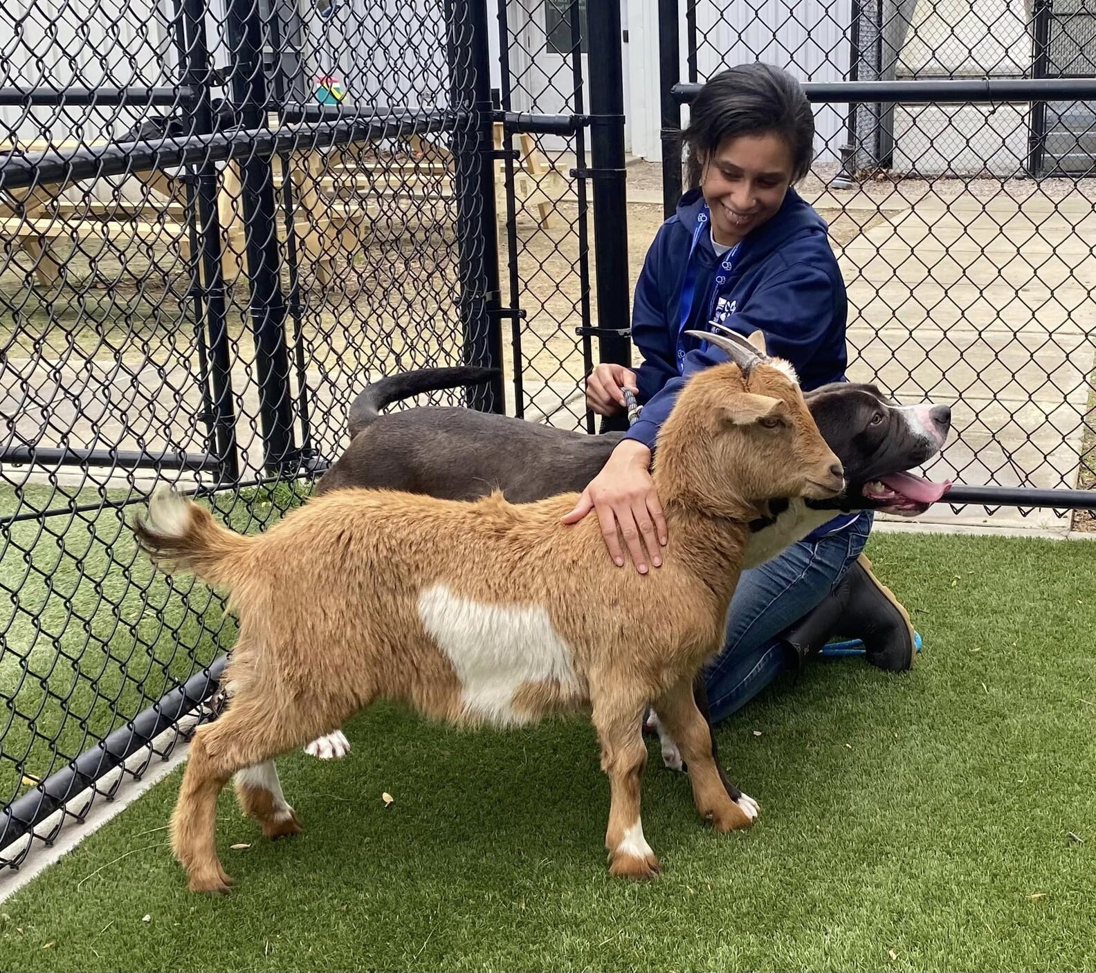 Shelter Goat Refuses To Leave Her Dog Best Friend’s Side - The Dodo