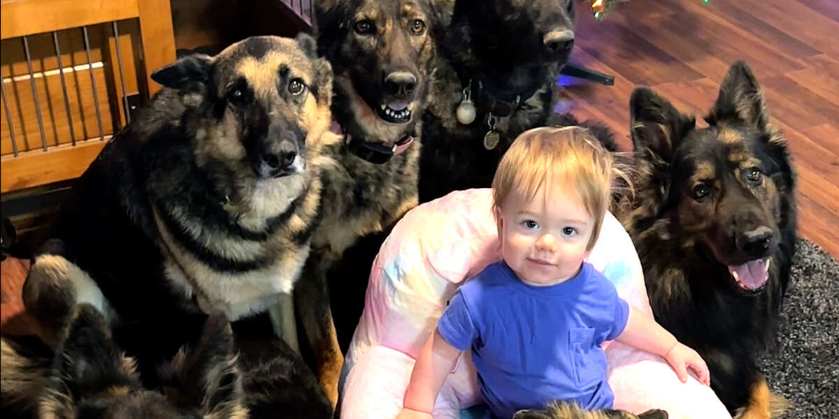 Child Raised By 5 German Shepherds - Videos - The Dodo