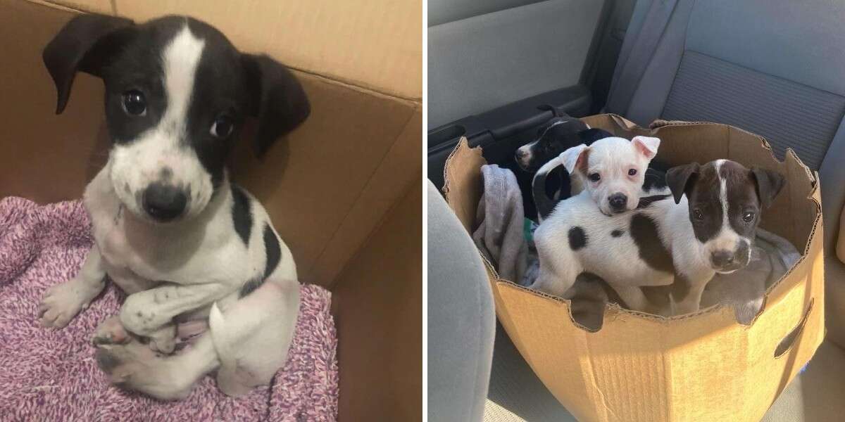 Woman Finds Puppy Living In A Box — Then Realizes He’s Not Alone - The Dodo
