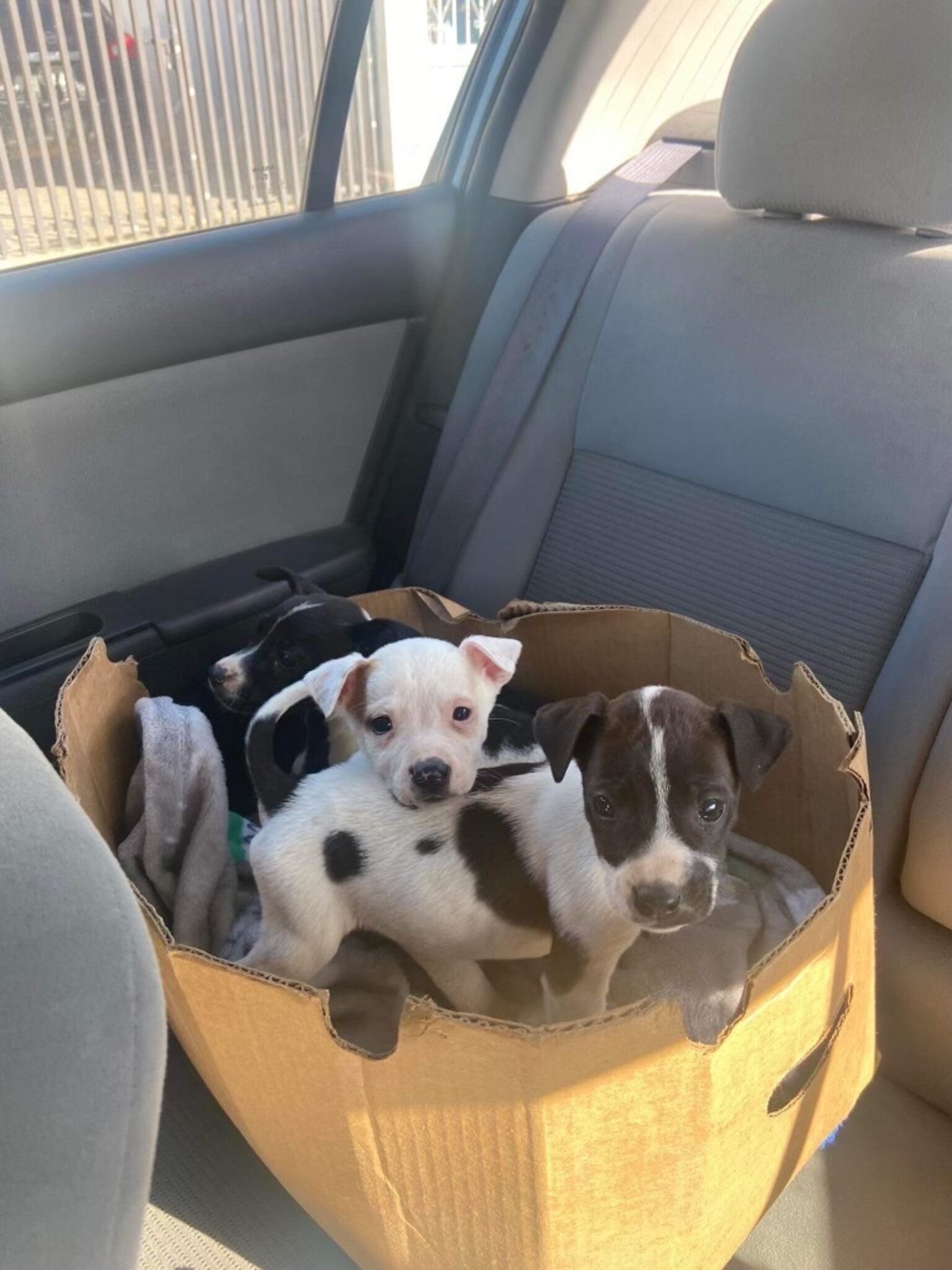 Woman Finds Puppy Living In A Box — Then Realizes He’s Not Alone - The Dodo