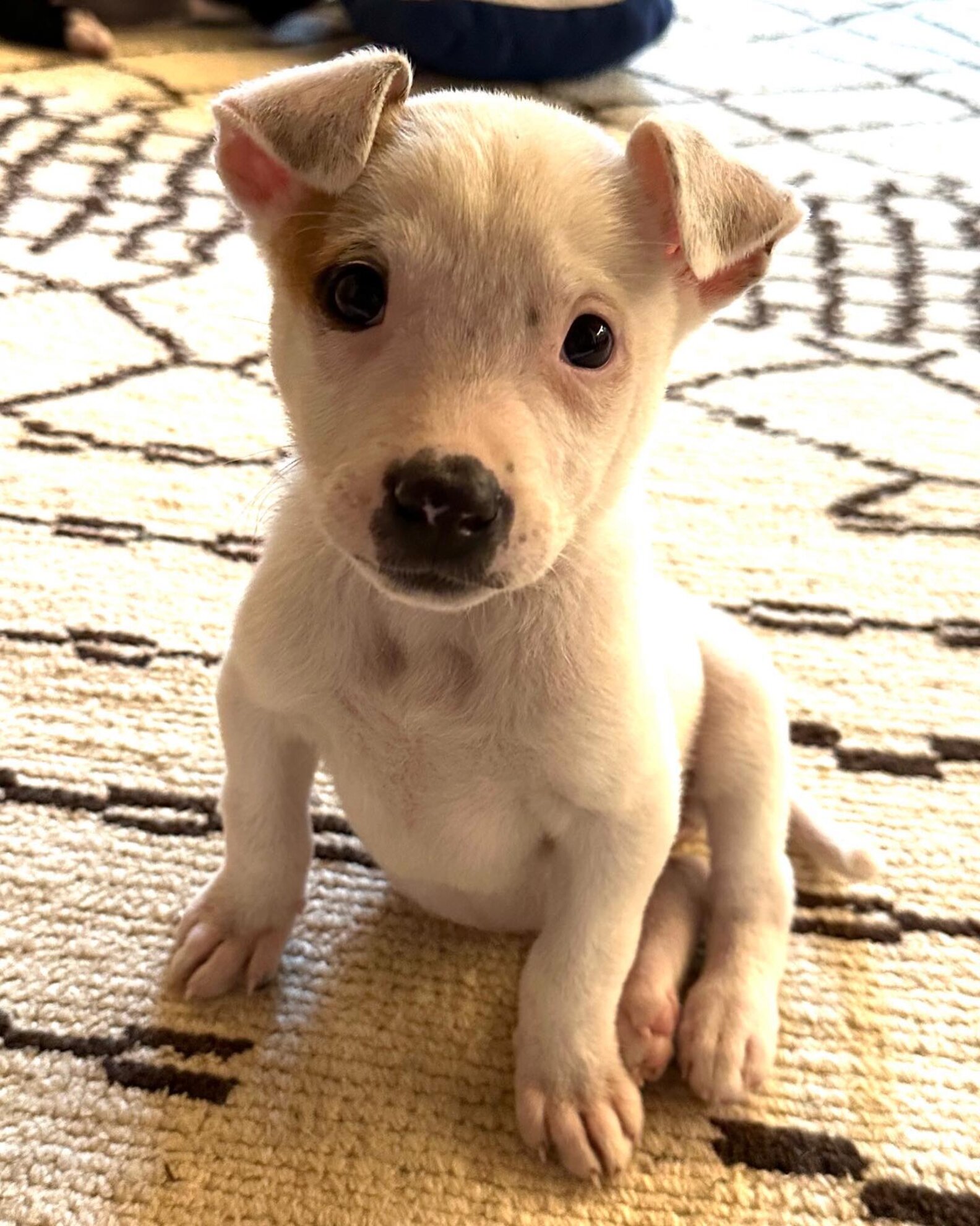 Woman Finds Puppy Living In A Box — Then Realizes He’s Not Alone - The Dodo