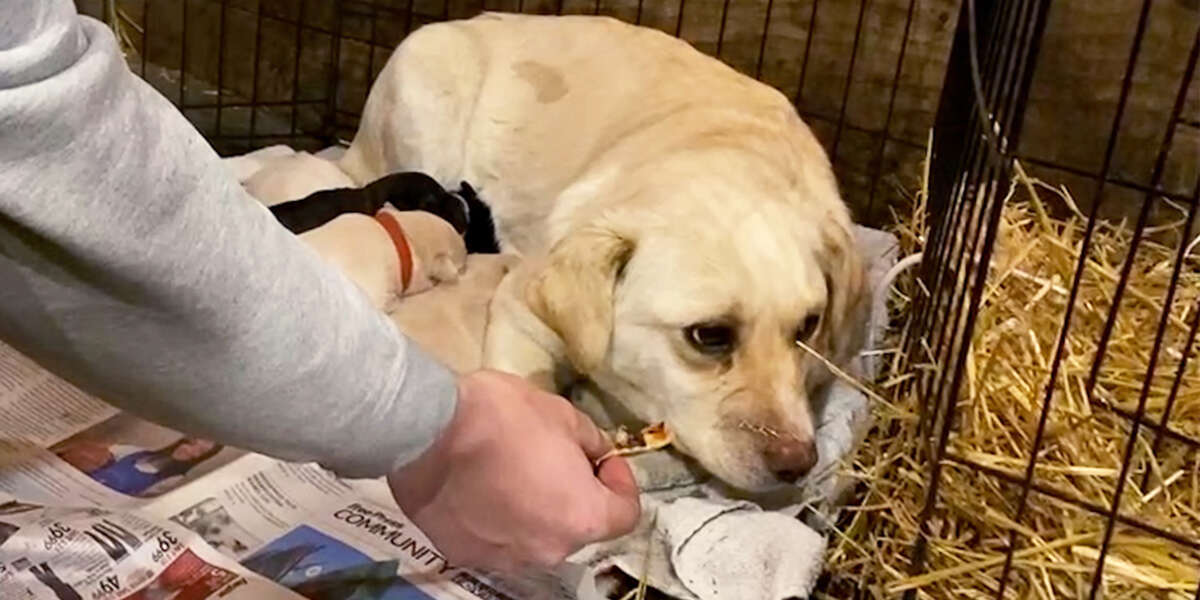 Dog Who Was Feral Her Whole Life Finally Goes For Her First Walk ...