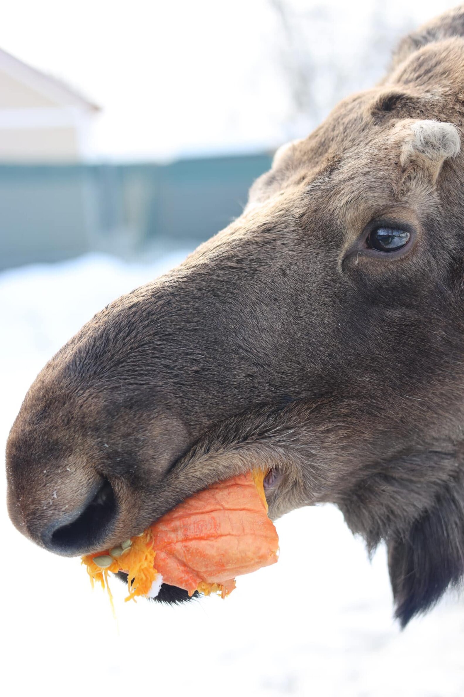 Guy Spots Moose By Dumpster — Then Sees What's In His Mouth - The Dodo