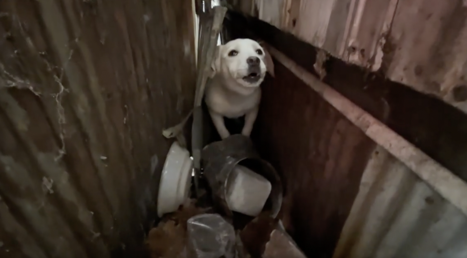 Feral Dog Who Was Terrified Of People Transforms Into Playful Puppy ...