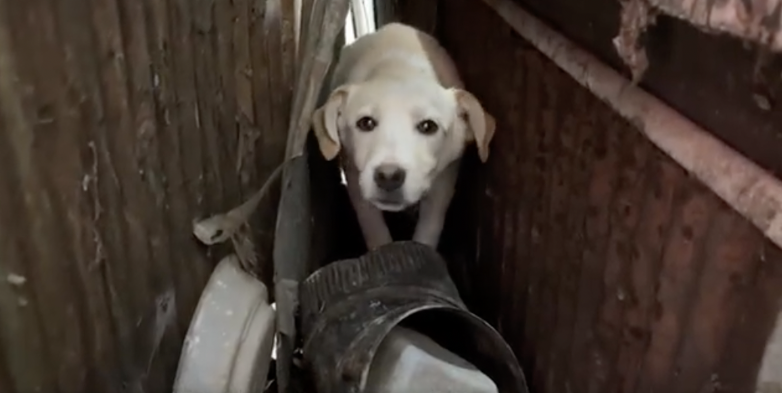 Feral Dog Who Was Terrified Of People Transforms Into Playful Puppy ...