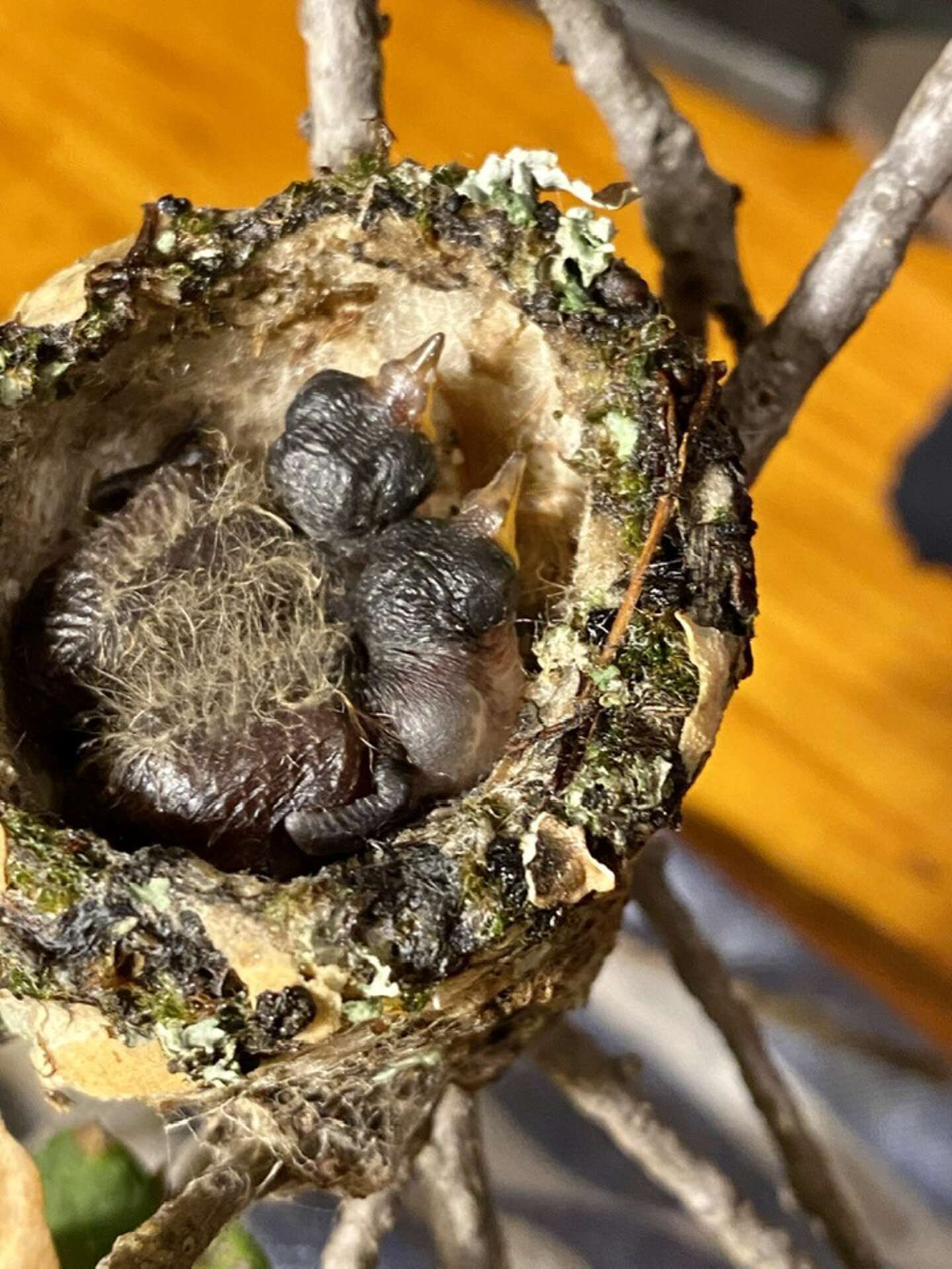Women Find A Little Nest With The Tiniest Orphaned Babies Inside It ...
