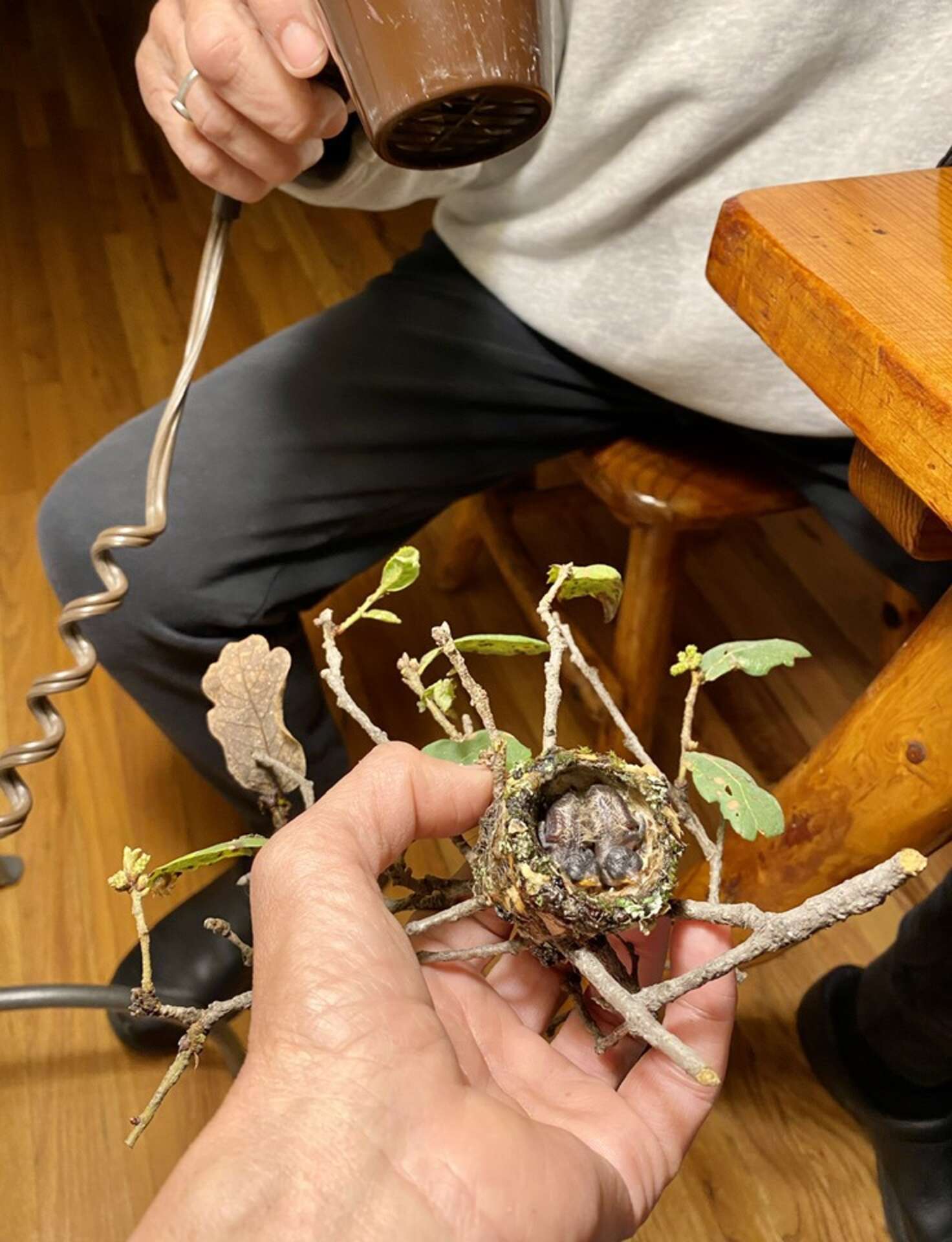 Women Find A Little Nest With The Tiniest Orphaned Babies Inside It ...