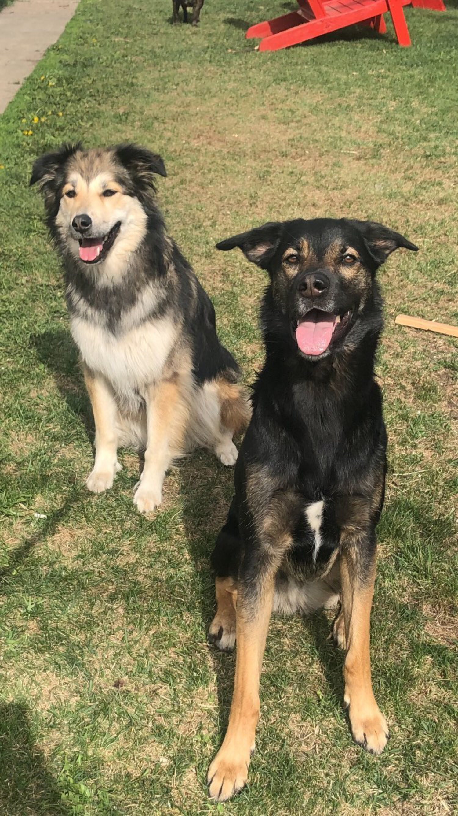Dog Best Friends Have Sweetest Reaction To Seeing Each Other On ...