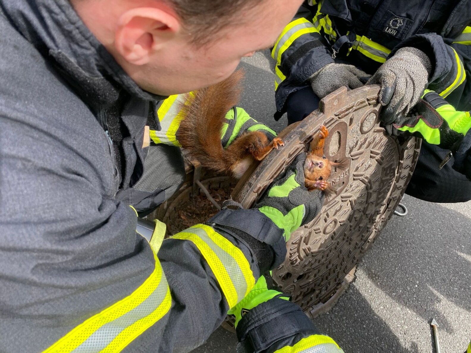 Stubborn Squirrel Rescued From Manhole Cover, No Thanks At All To Him ...