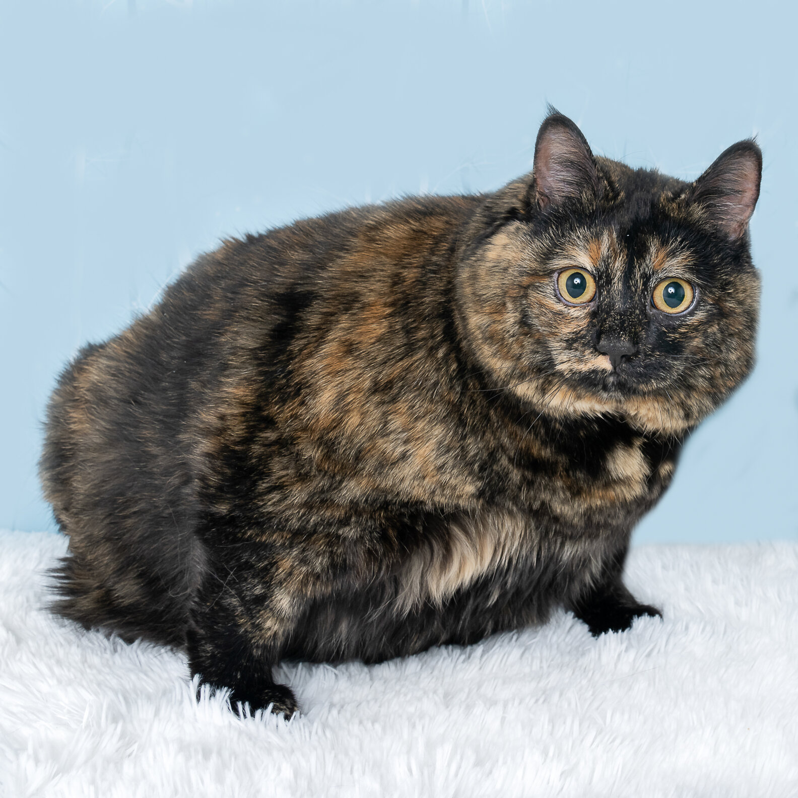 Animal Shelter Comes Clean About Super-Chonky Cat - The Dodo