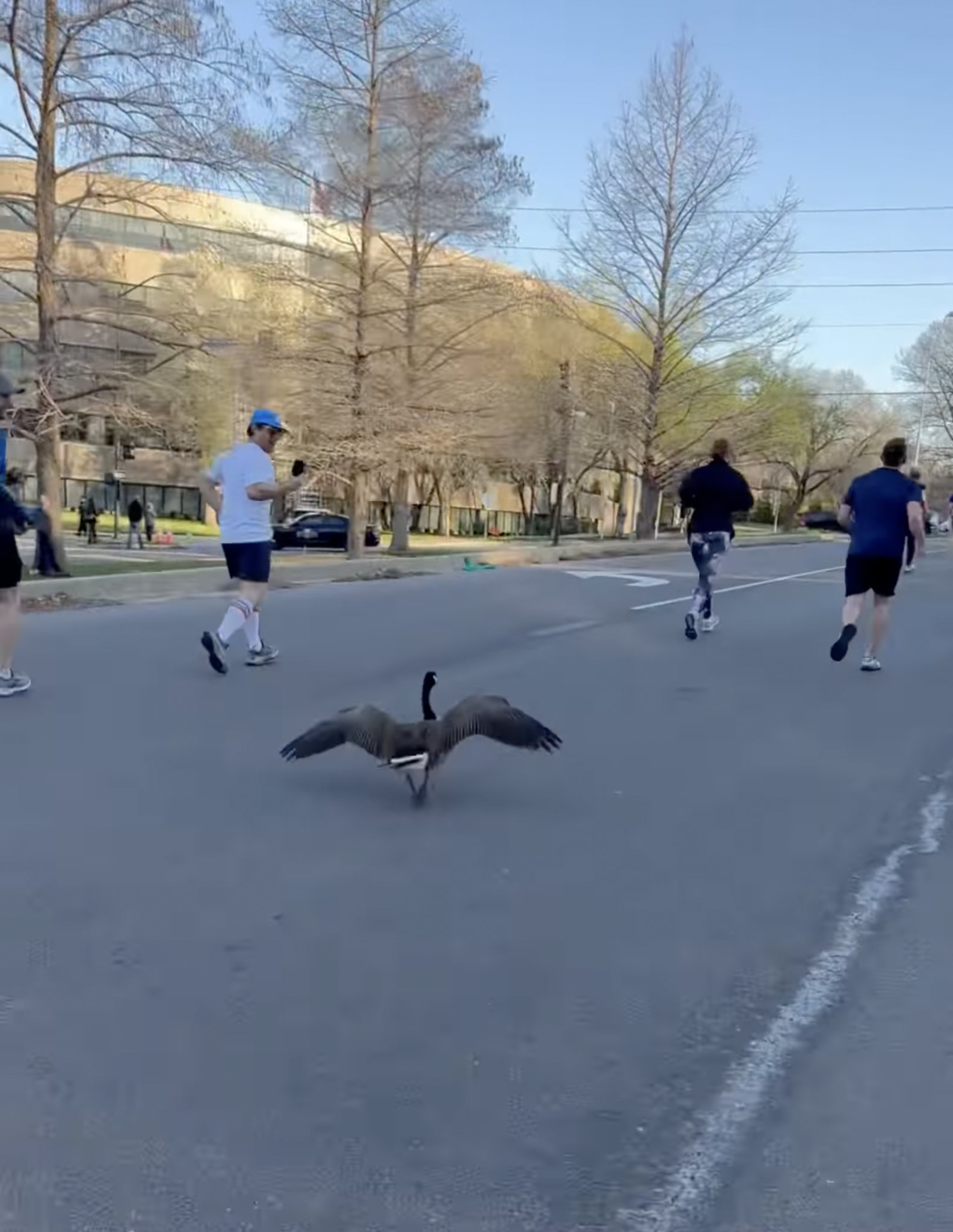 Runners Can't Believe Their Eyes As A Speedy Goose Joins Half Marathon ...
