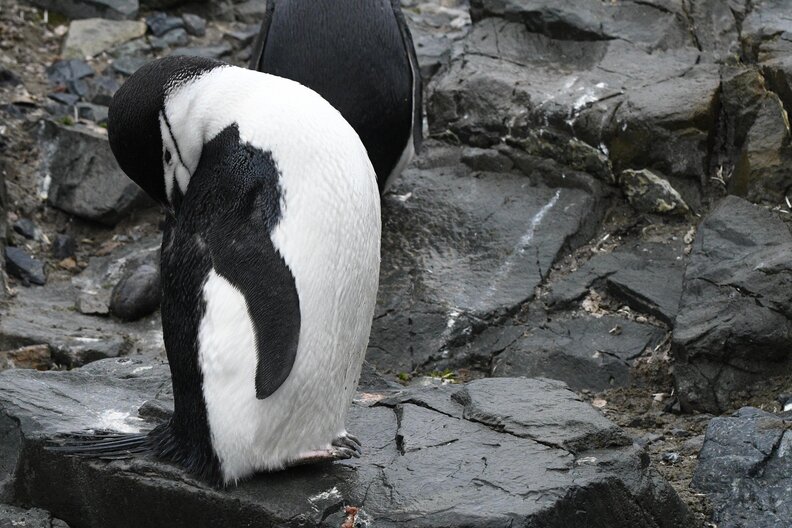 Photographer’s Shots Of Headless Blobs Confuse Everyone - The Dodo