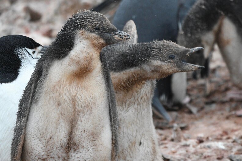Photographer’s Shots Of Headless Blobs Confuse Everyone - The Dodo