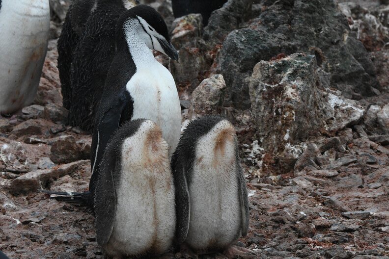 Photographer’s Shots Of Headless Blobs Confuse Everyone - The Dodo