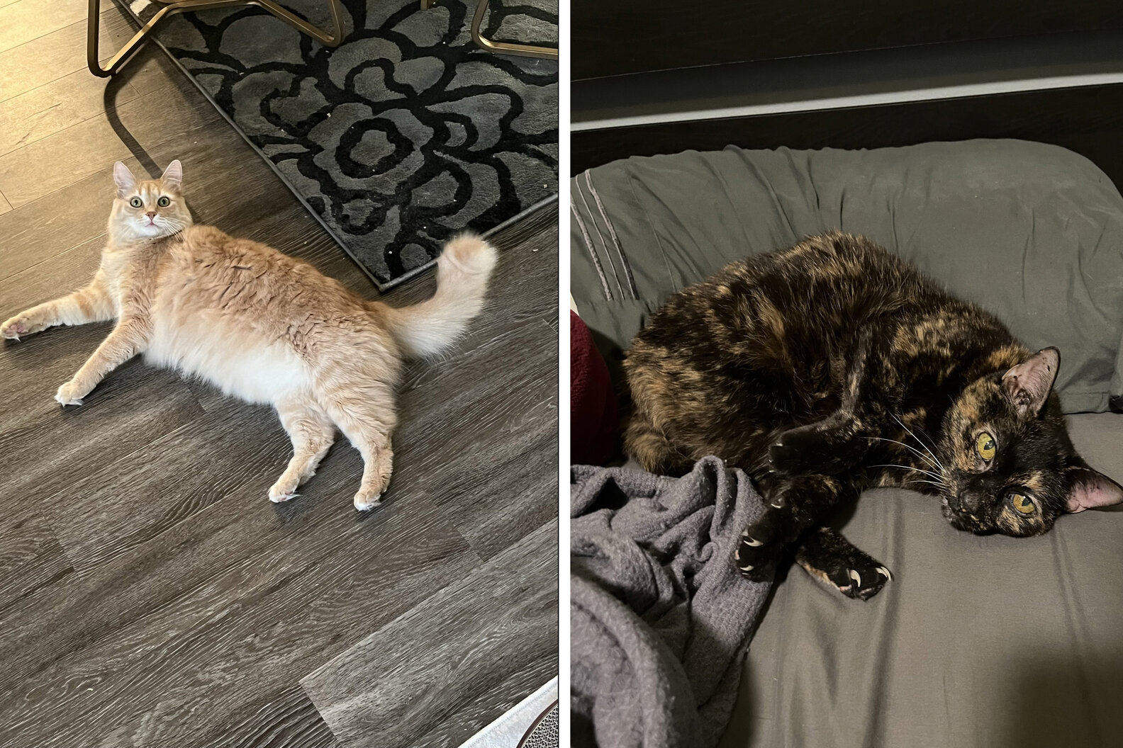 Doctor Presents The Internet With An 'Ethical Dilemma' Involving His ...