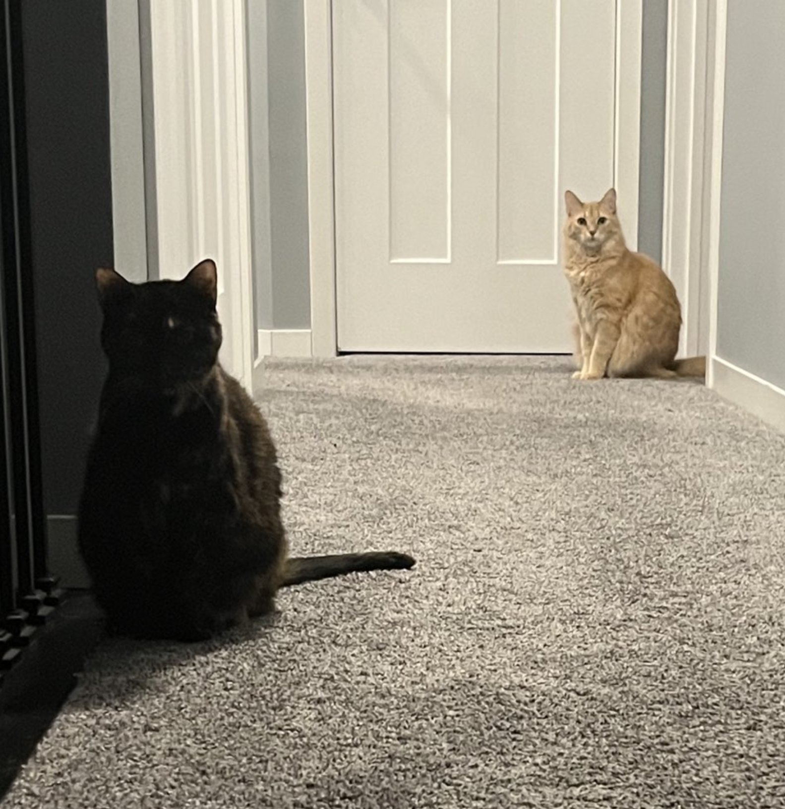 Doctor Presents The Internet With An 'Ethical Dilemma' Involving His ...