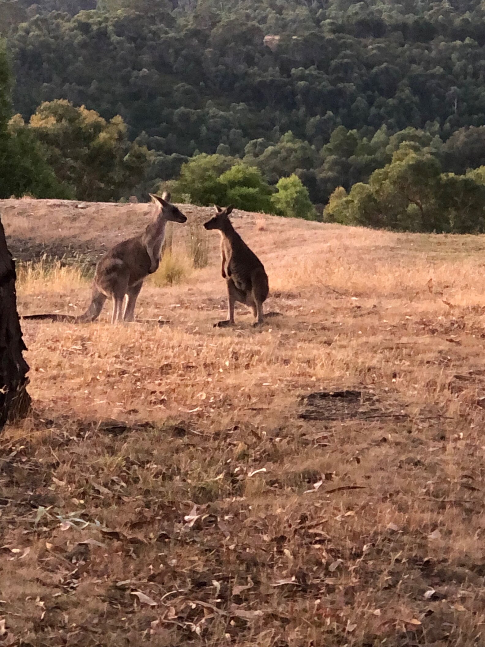 Neighborhood Works To Help Confused Kangaroo — And Ends Up Saving 2 ...