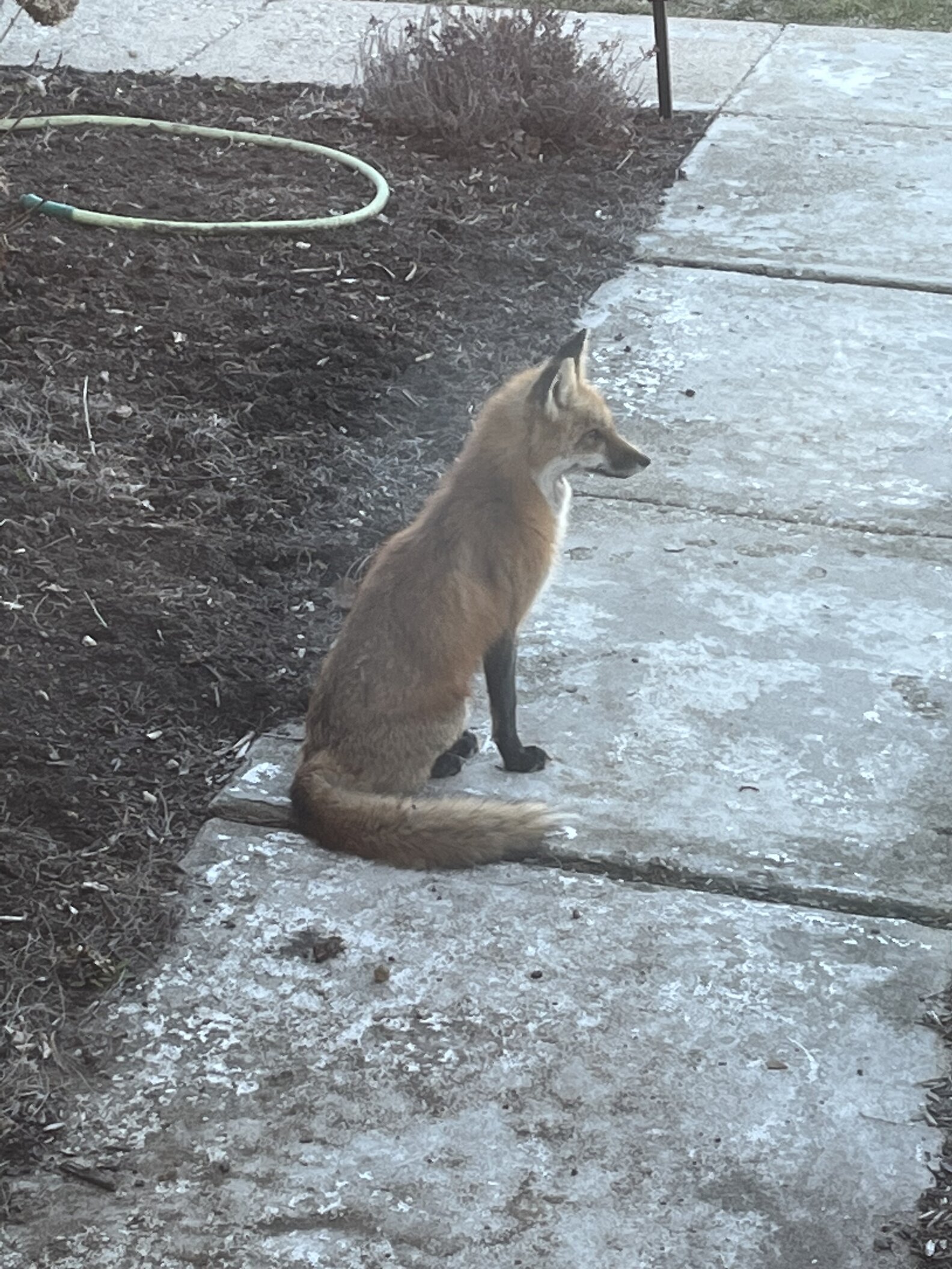 Woman Realizes Huge Family Of Foxes Has Moved Into Her Yard - The Dodo