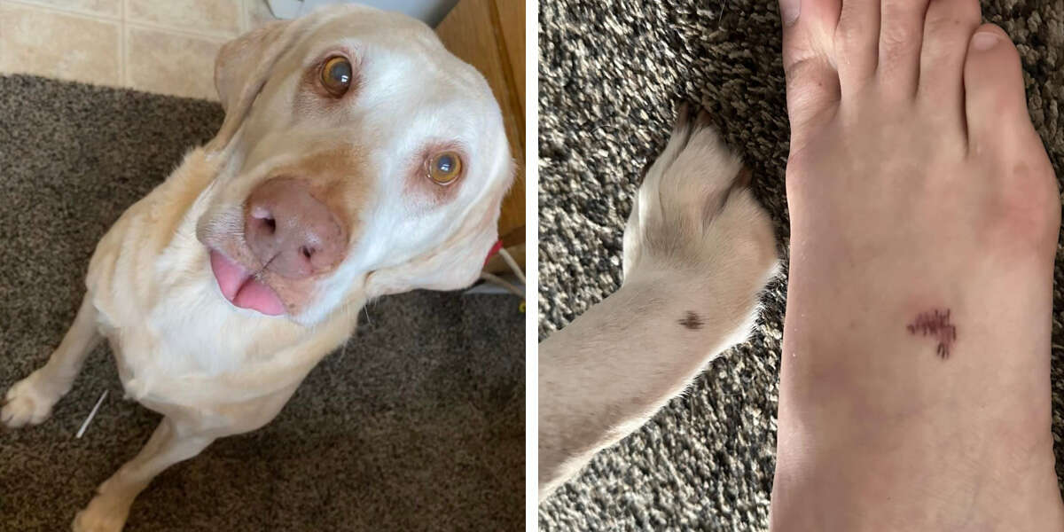 Family Finds A Sweet Way To Honor The Dear Old Dog They All Adore - The ...