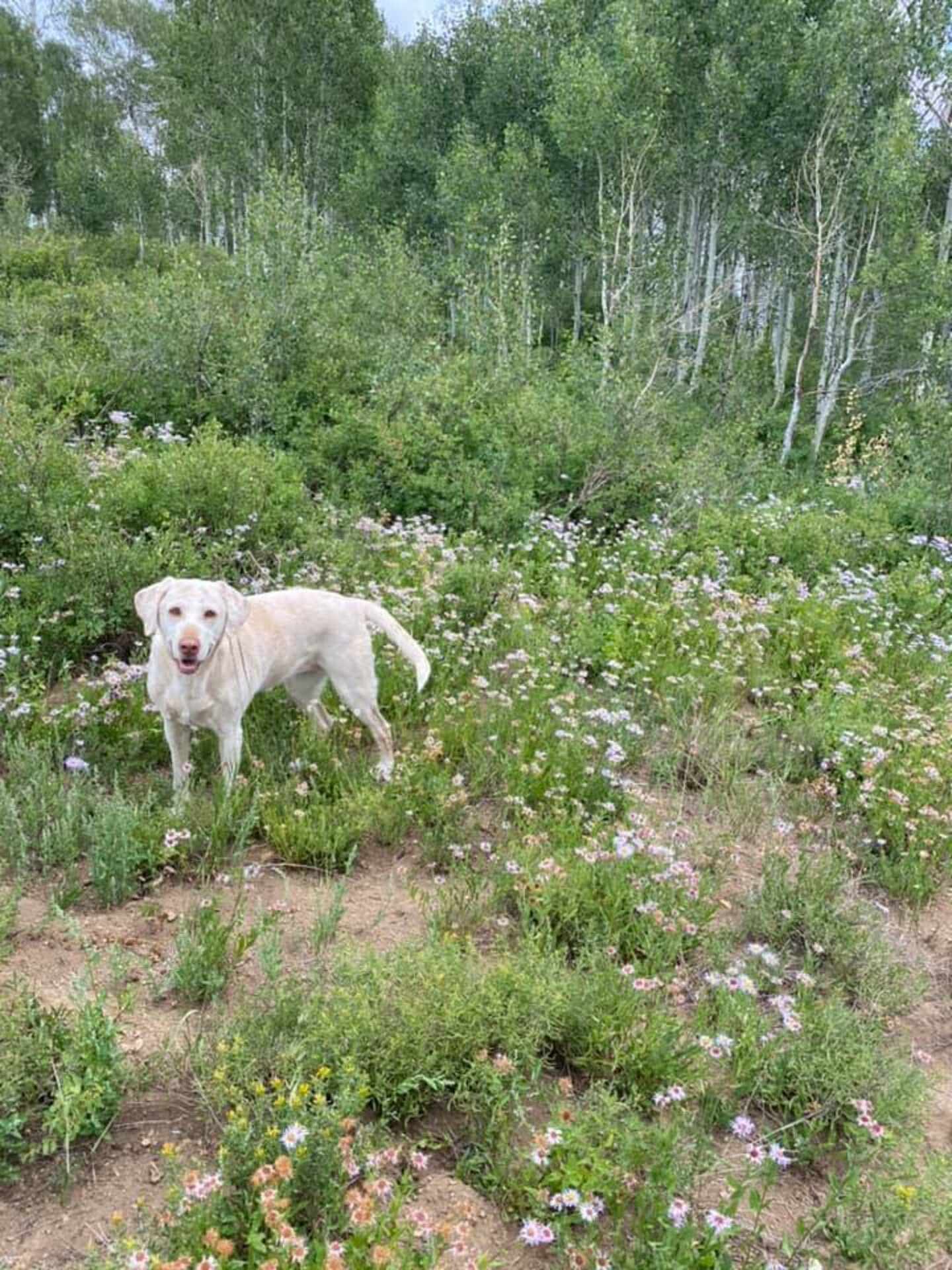 Family Finds A Sweet Way To Honor The Dear Old Dog They All Adore - The ...
