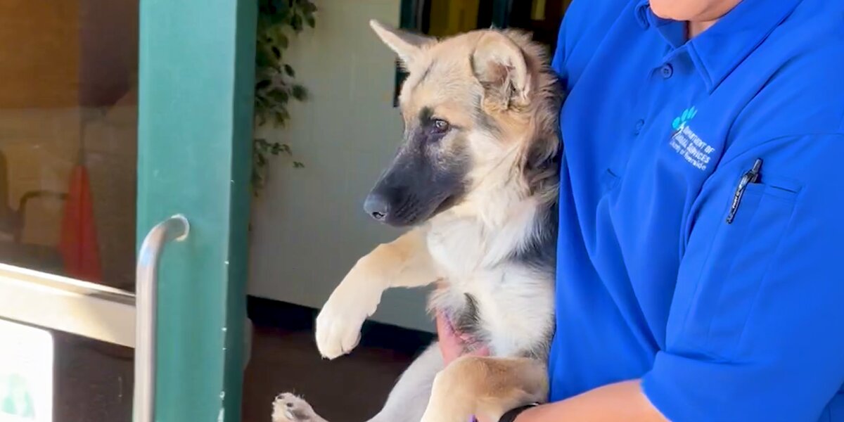 Terrified Puppy Completely Transforms When She Meets Another Dog ... Terrified Puppy Completely Transforms When She Meets Another Dog ...