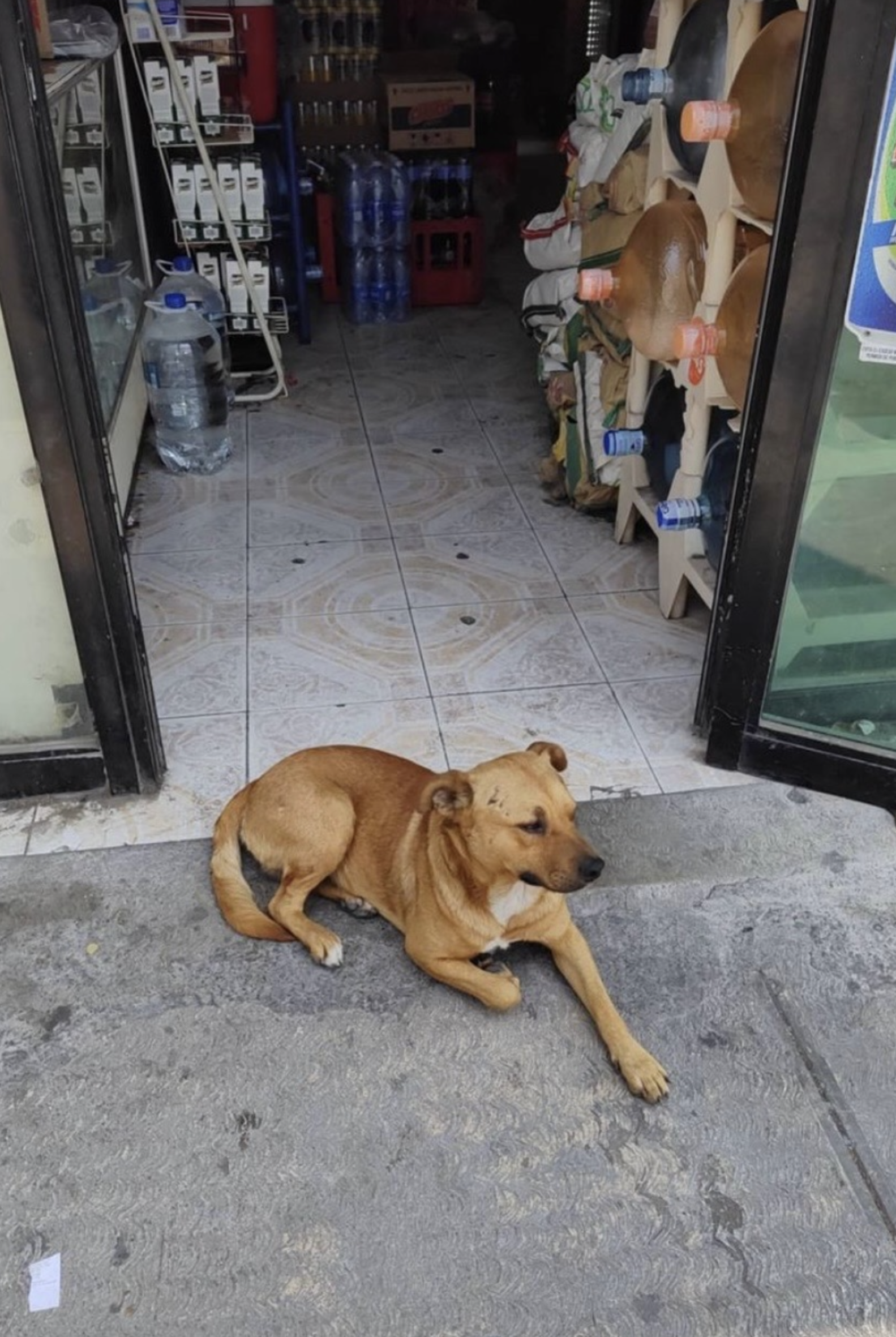 Stray Dog's Reaction To Shopkeeper's Kindness Instantly Makes It All ...