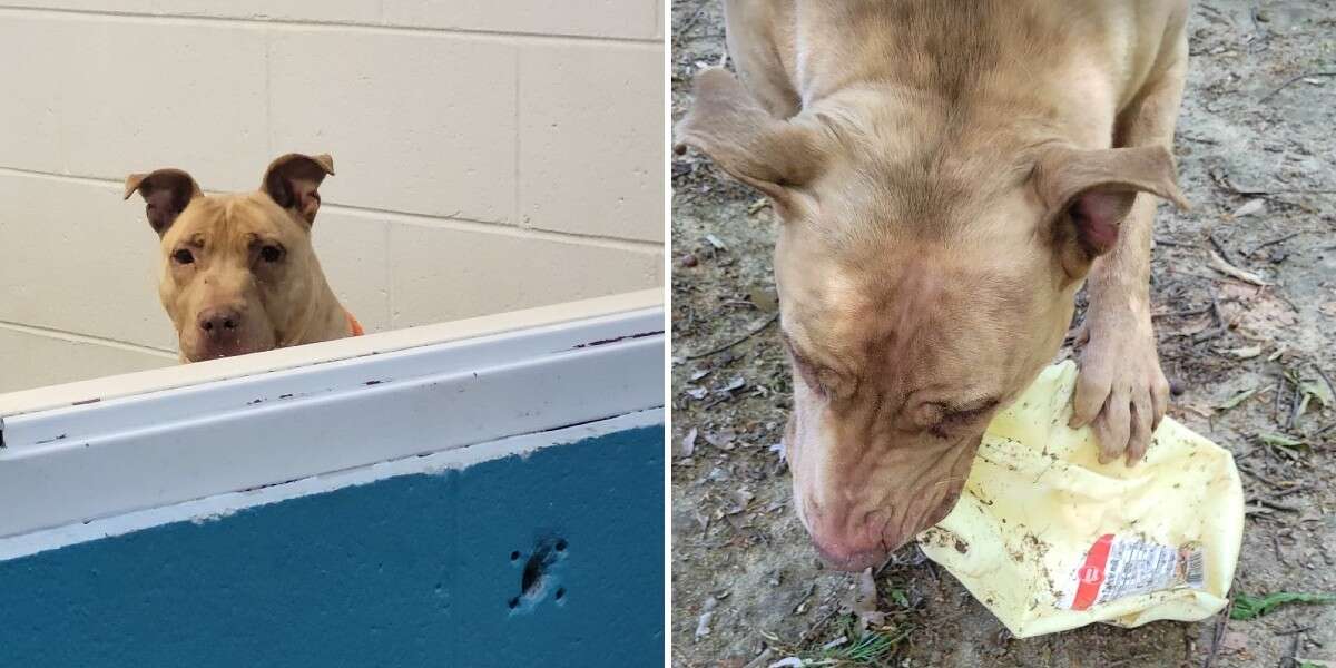 Lonely Pittie Who’s Spent 3 Years At Shelter Finds Comfort In Unlikely ...