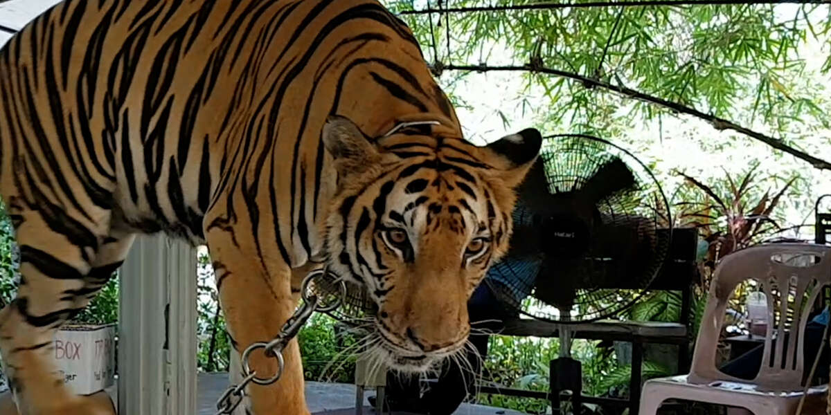 Tiger Chained Up Her Whole Life Takes Her First Free Steps - Videos ...