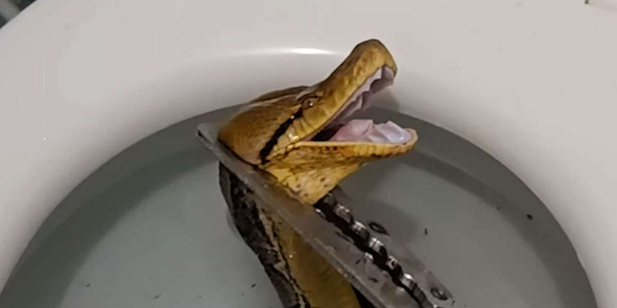12 Foot Python Gets Stuck In Toilet - Videos - The Dodo