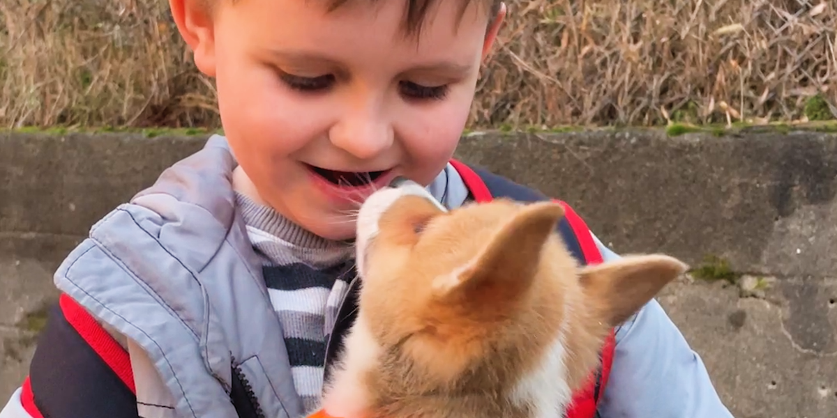 Man Adopts A Corgi After His 7-Year-Old Son Writes Him A Letter ...