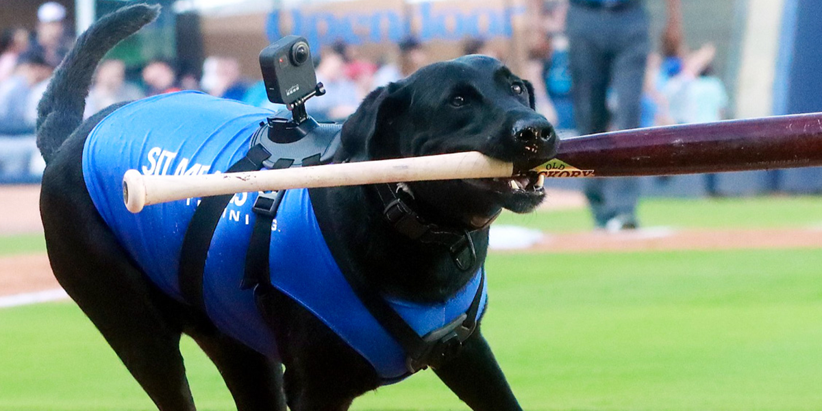 Labrador Lands A Dream Job Playing Professional Fetch - Videos - The Dodo
