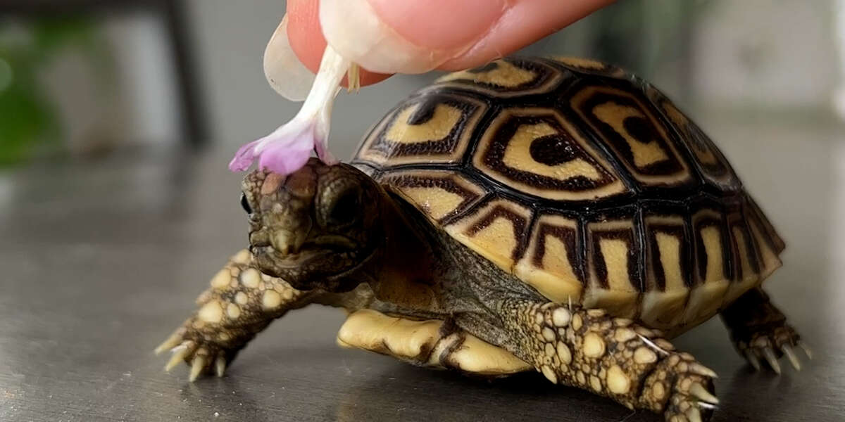 A Day In The Life Of A Pampered Baby Tortoise - Videos - The Dodo