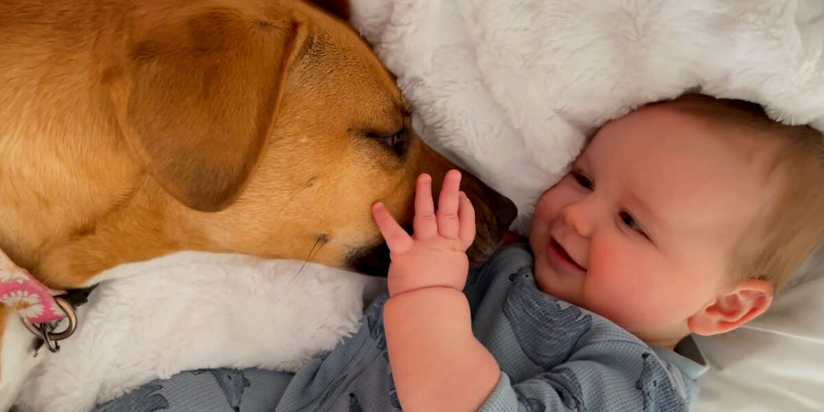 Rescue Dog Helps Her Toddler Brother Take His First Steps - Videos ...