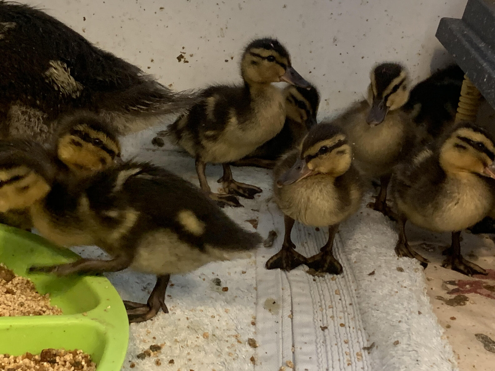 Rafting Guide Battles Rushing Rapids To Save Drowning Duckling - The Dodo