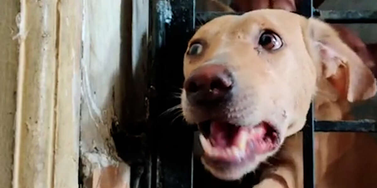 Dog Gets Head Stuck In Iron Fence - Videos - The Dodo