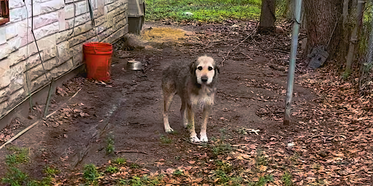 Dog Chained Up For 5 Years Is SO Relieved To Be Rescued - Videos - The Dodo